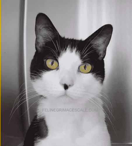 Feline grimace scale - pijn herkennen bij je kat